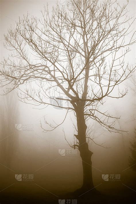 树在雾中