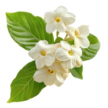 Sampaguita Flower Artofit