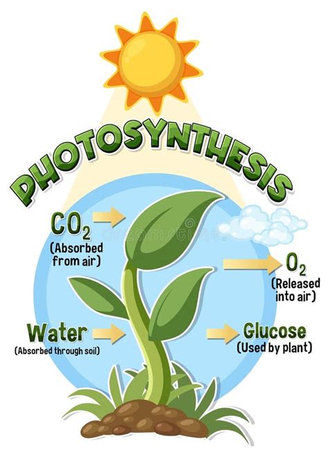 Photosynthesis Diagram Biology