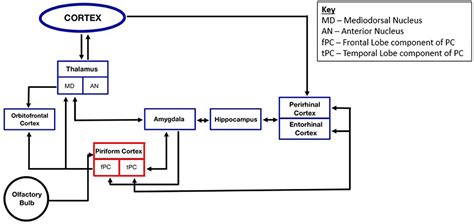 Frontiers The Role Of The Piriform Cortex In Temporal Lobe Epilepsy