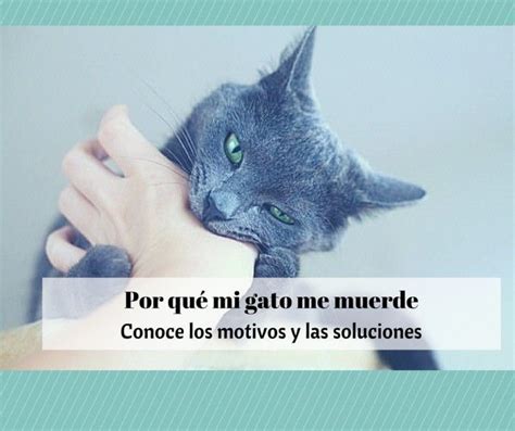 Por Que Mi Gato Me Muerde Character Gatos Lockscreen