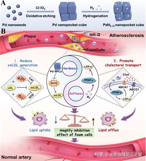 天津大学李楠副教授课题组adv Funct Mater 氢化钯纳米二阶魔方增强泡沫细胞抑制效果治疗动脉粥样硬化 知乎