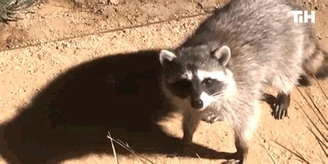 When The Sysadmin Caught Us Messing Around In Production The Coding