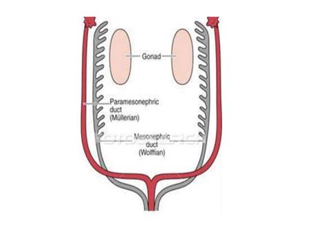 Embryology And Congenital Anomalies Of Female Genital Tract Pptx