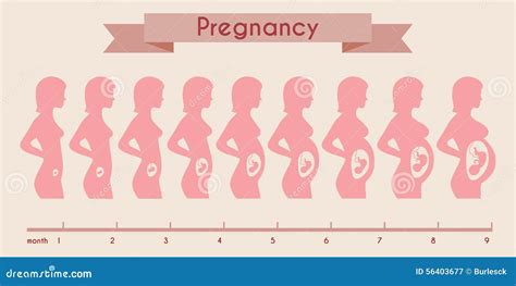 Growth Of Human Fetus With Female Silhouette In Cartoon Vector