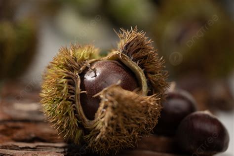 견과류 밤 스낵 사진 너트 밤 간식 밤 밤나무 배경 일러스트 및 사진 무료 다운로드 Pngtree
