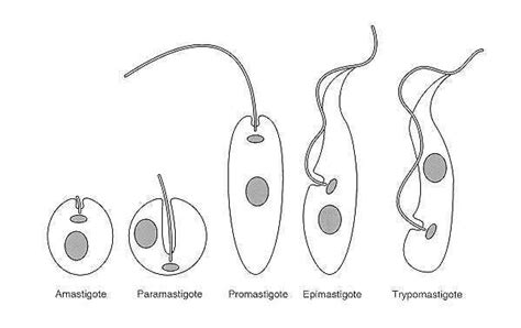 Infection Landscapes Trypanosomiasis Part 1 Sleeping Sickness