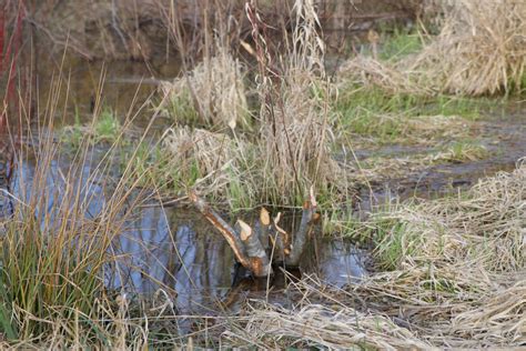 Beaver Chew Great Peninsula Conservancy