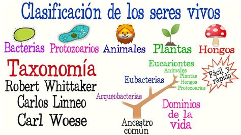 Descubre Todo Sobre La Quimiotaxis Concepto Mecanismos Y Aplicaciones