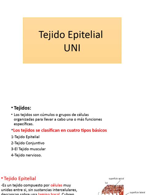 Tejido Epitelial Pdf