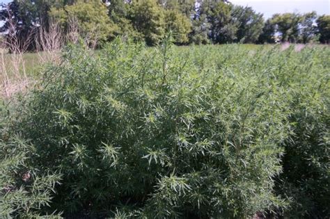 Kochia Project Finding Tough Resistant Weeds Across The Prairies