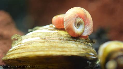 Ramshorn Snail Care Size Food Reproduction Lifespan Video Ramshorn Snail Care Size Food Reproduction Lifespan Video