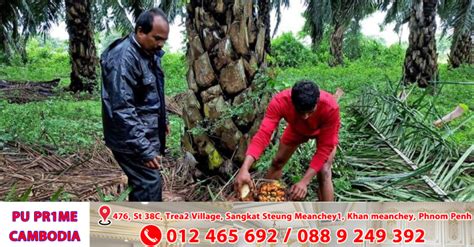 ប្រទេស ឥណ្ឌា ចាប់ ផ្តើម បង្កើន ការ ទិញ ប្រេងដូង ដោយសារតម្លៃ ថោកជាងប្រេង សណ្តែក សារព័ត៌មាន នគរវត្ត