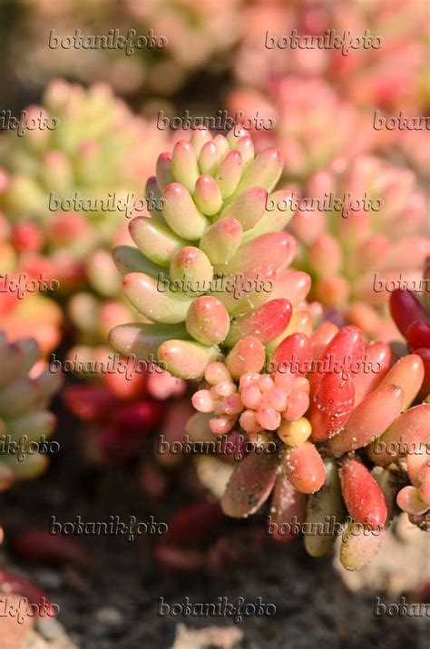 Images Sedum Rubrotinctum - Images of Plants and Gardens - botanikfoto
