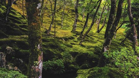 Should Brazil Not Protect The Amazon Rainforest