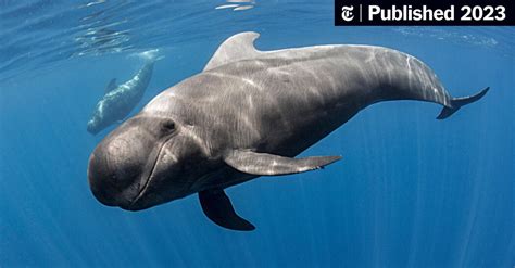 Whos Using Vocal Fry In The Ocean Dolphins And Whaaaaales The New