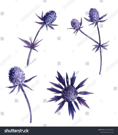 Watercolor Drawing Sea Holly Plant Eryngium Stock Illustration