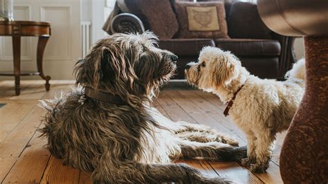 Expert Trainer Reveals What To Remember When You Bring