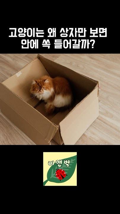 고양이는 왜 자꾸 상자 안에 들어갈까 Youtube