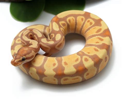 Banana Enchi Het Clown Male Dynasty Reptiles