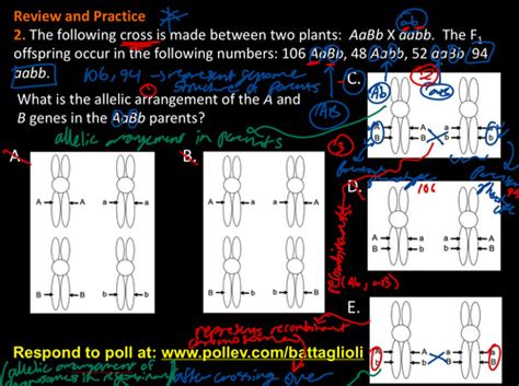 Cell Cycle And Control Flashcards Quizlet