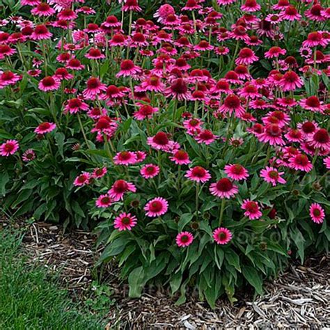 Ežiuolė Delicious Candy Vaiskrūmiai Vaismedžiai Ir Dekoratyviniai
