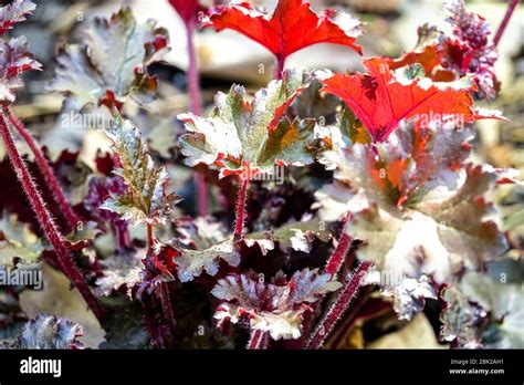 Heuchera Black Taffeta Stock Photo - Alamy