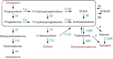 Figure 5low Renin Hypertension Open I