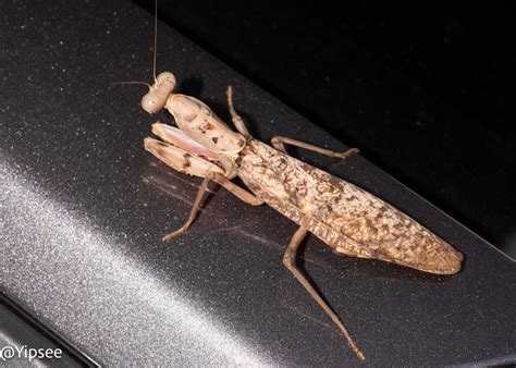 Rhombomantis Fusca From Suthep Mueang Chiang Mai District Chiang Mai