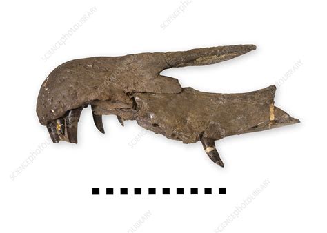 Baryonyx Dinosaur Snout Fossil Stock Image C010 0001 Science