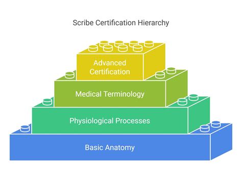Scribe Anatomy And Physiology Certification What To Know