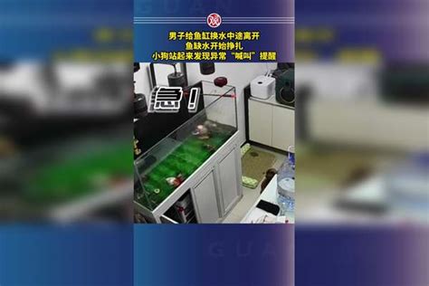 男子给鱼缸换水中途离开鱼缺水开始挣扎小狗站起来发现异常喊叫提醒