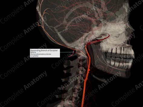 Descending Branch Of Occipital Artery Left Complete Anatomy