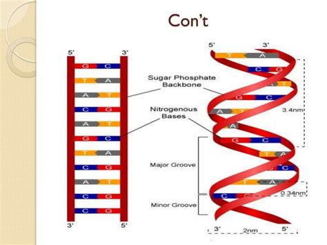 Cytoplasmic Inheritance And Maternal Effect Pdf Biological Sciences Science