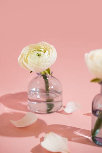 白い花と白い光とピンクの背景にガラスの花瓶の花びら春夏咲く お祝いのストックフォトや画像を多数ご用意 お祝い からっぽ カラー画像