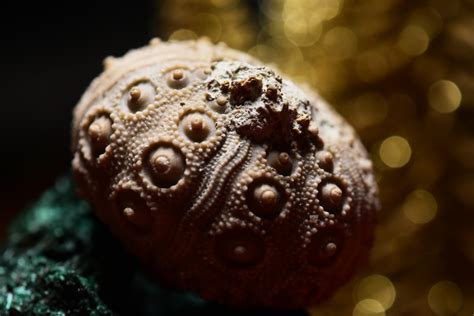 Fossilised Sea Urchin Mkw Publishing