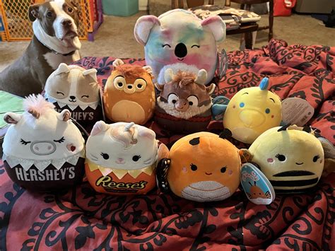 Small Squishmallows Were 5 99 And Katya In The Back Was 9 99 What A