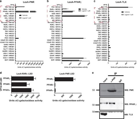 Heterodimers Of Photoreceptor Specific Nuclear Receptor Pnr Nr E And Peroxisome Proliferator