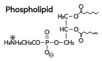 Phospholipids Structure