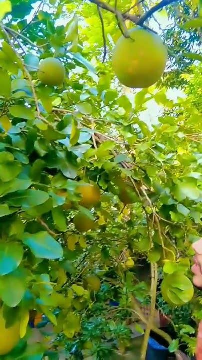 বেতের নামাজের সালাম ফিরার পরে নবীজে এই ছোট্ট ১বার দোয়াটি পঠ করতেন