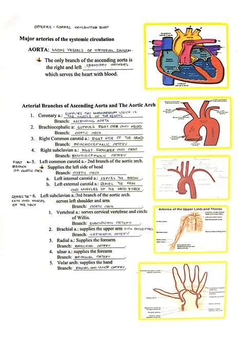 Solution Vascular System And Blood Vessels Studypool