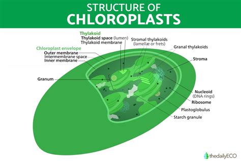 What Is A Chloroplast And Its Function Definition And Structure