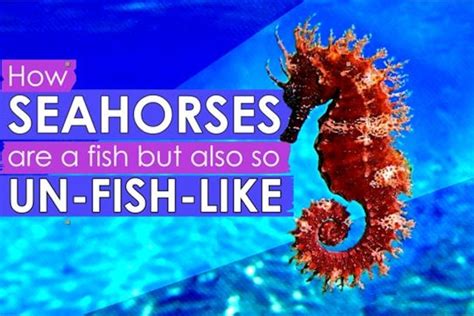 How Big Do Sea Horses Get