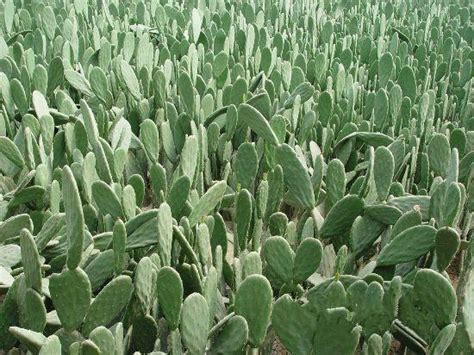 打破種植食用仙人掌致富的神話 每日頭條