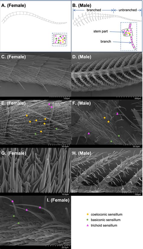 Scanning Electron Micrographs Of A Segetum Antennae Ab Schematic