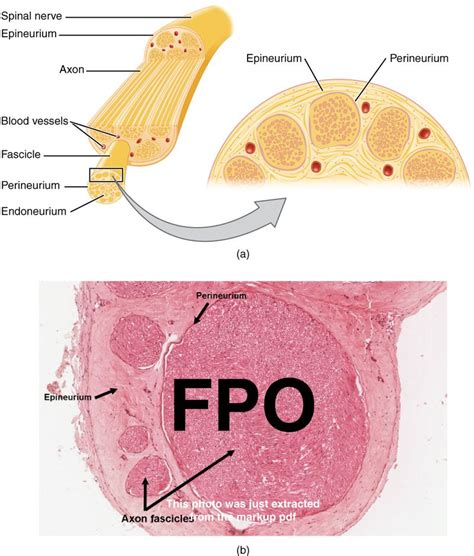 What Is The Difference Between Endoneurium Perineurium And Epineurium