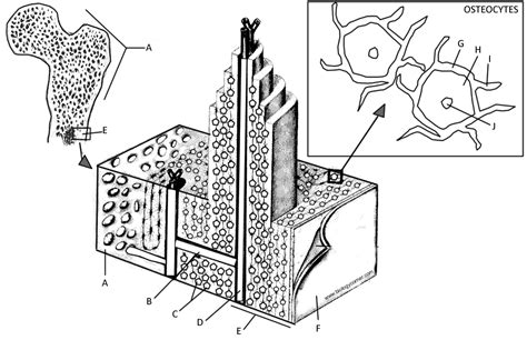 Bone Matrix Coloring
