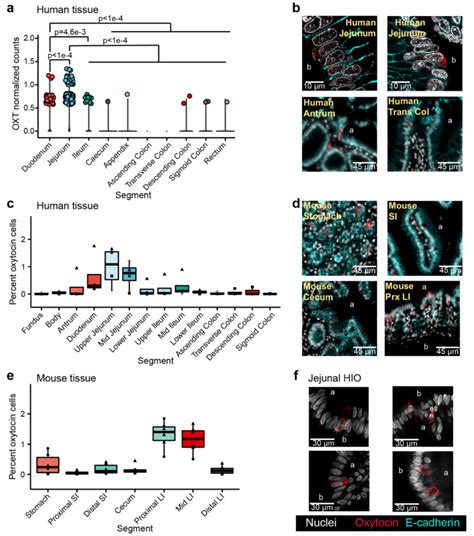 Oxytocin Expression And Production In The Epithelium Of The Human And