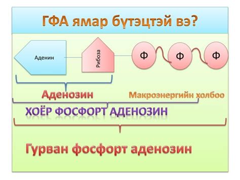 гфа гурван фосфорт аденозин Pptx