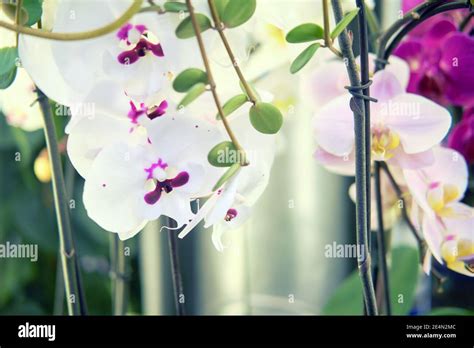 Phalaenopsis Is A Genus Of Epiphytic Sometimes Lithophytic Herbaceous